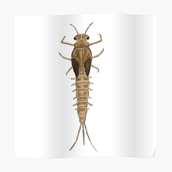 "Mayfly larvae" Poster for Sale by DanteBreso | Redbubble