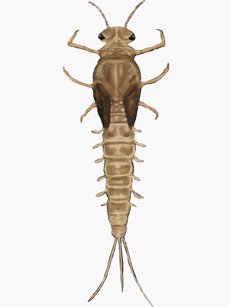 "Mayfly larvae" Sticker by DanteBreso | Redbubble