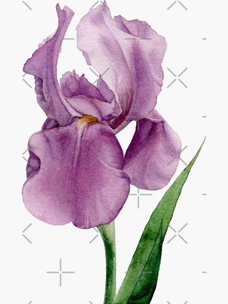 "Iris" Sticker for Sale by aquarielle | Redbubble