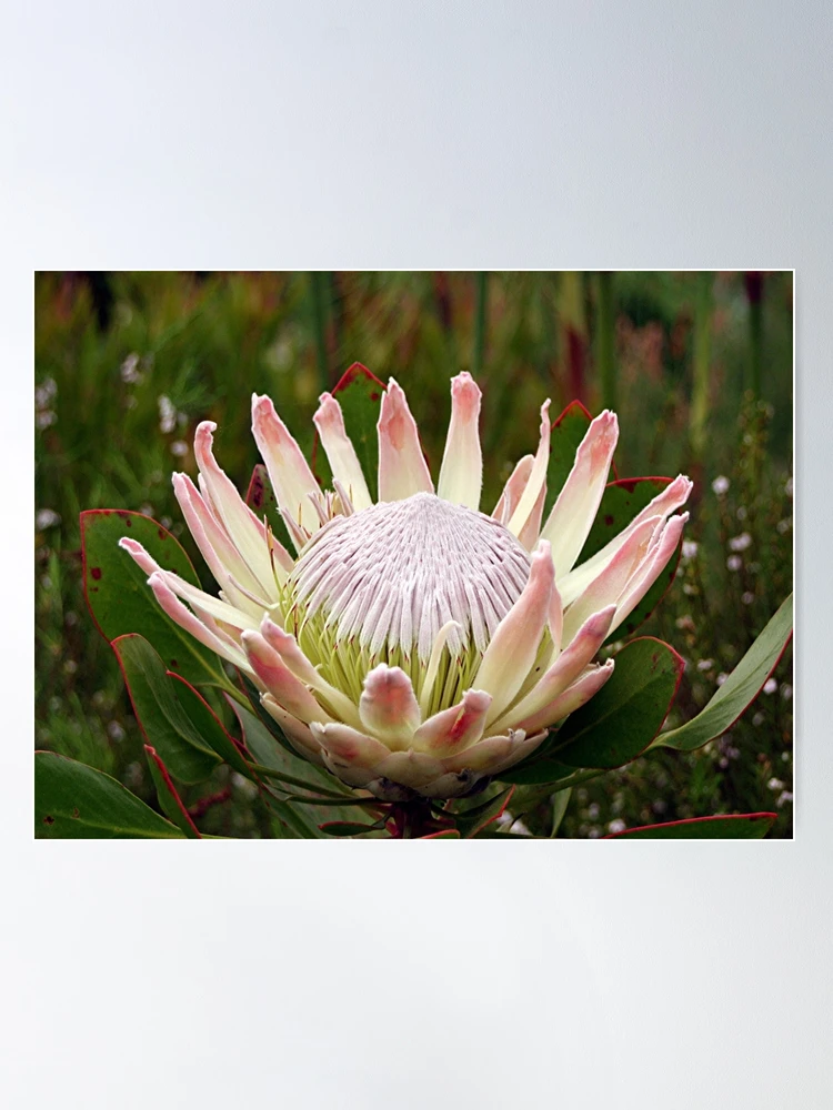 Flor De Protea Sudafricana Venta Al Por Mayor De La Flor Protea Para