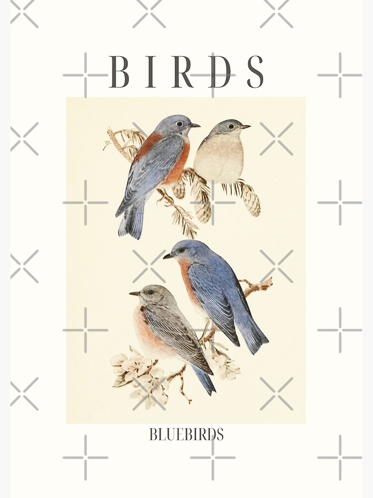 "Bluebird Poster - American Birds of the West" Poster for Sale by ...