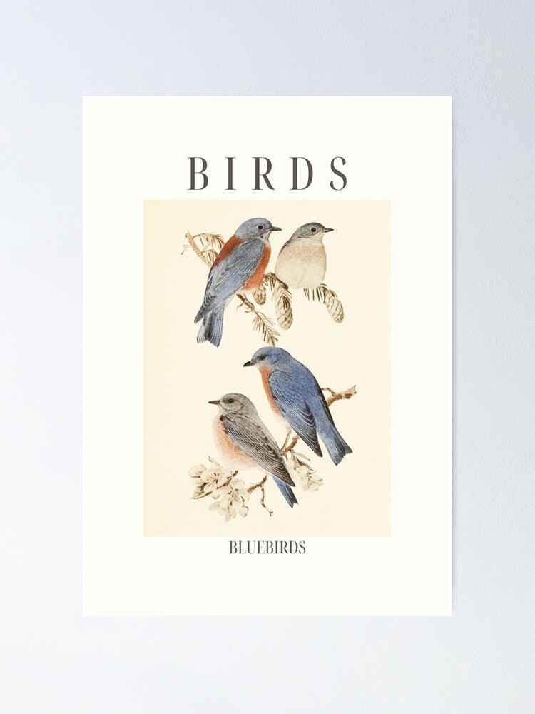 "Bluebird Poster - American Birds of the West" Poster for Sale by ...