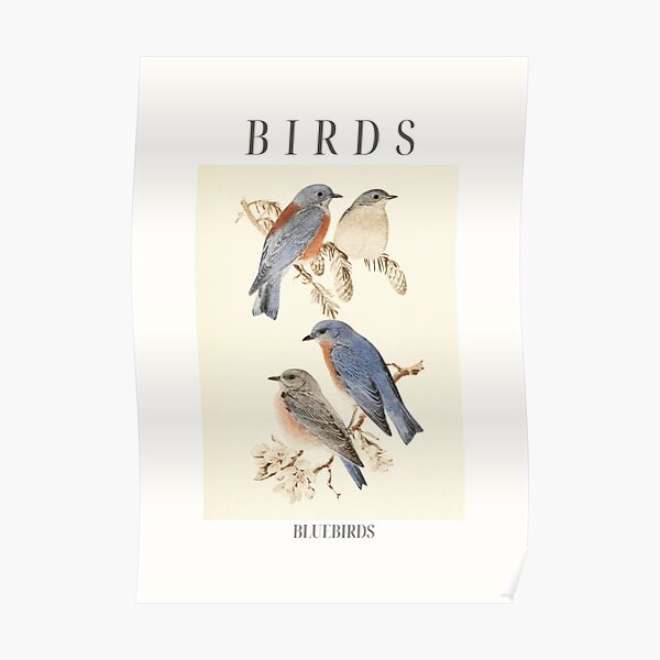"Bluebird Poster - American Birds of the West" Poster for Sale by ...