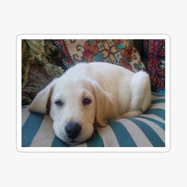 "Thinking Pup" Sticker by AnnePriestArt | Redbubble