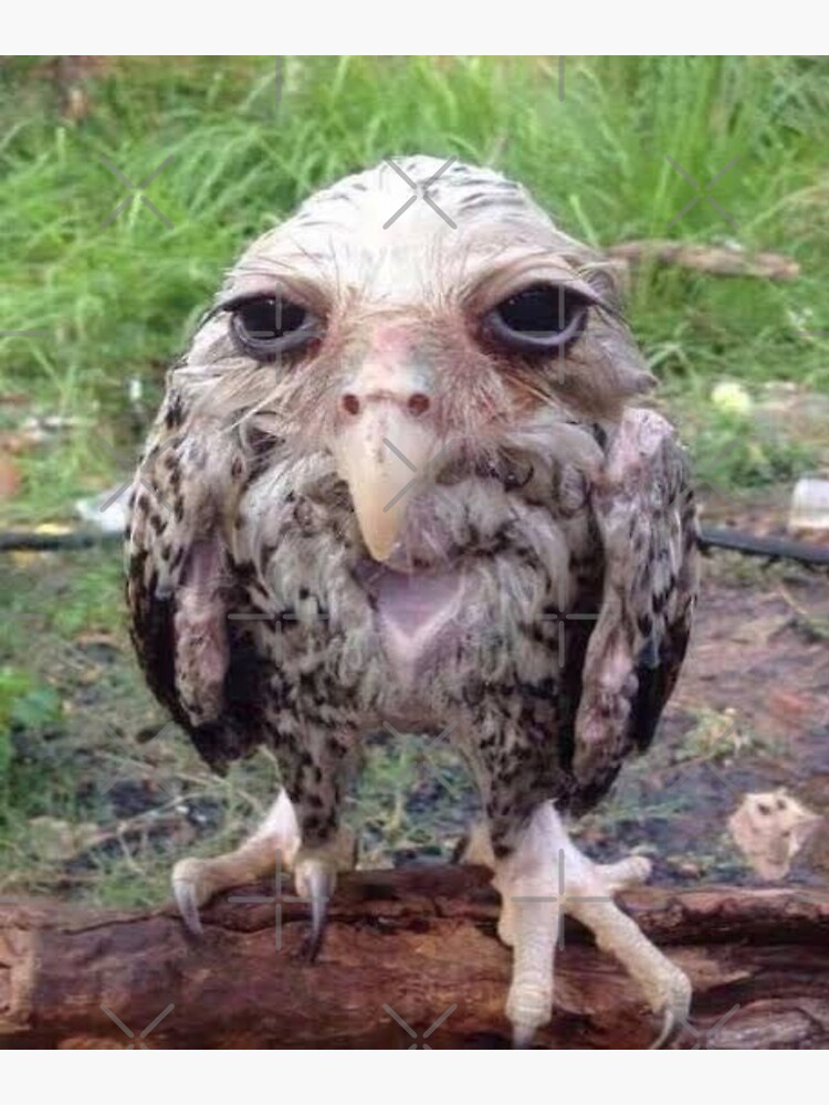 Póster «meme del búho mojado» de Digiartz | Redbubble