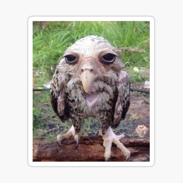 "wet owl meme" Sticker for Sale by Digiartz | Redbubble
