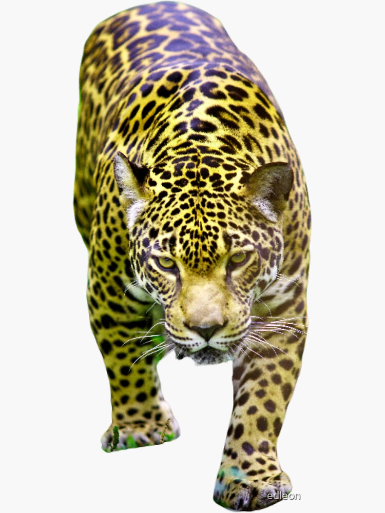 "Jaguar sticker" Sticker for Sale by edleon | Redbubble