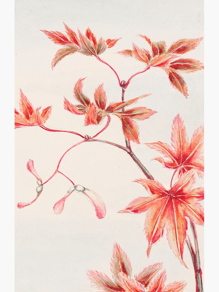 "Branch of Momiji Maple Tree" Sticker by NickLivin | Redbubble