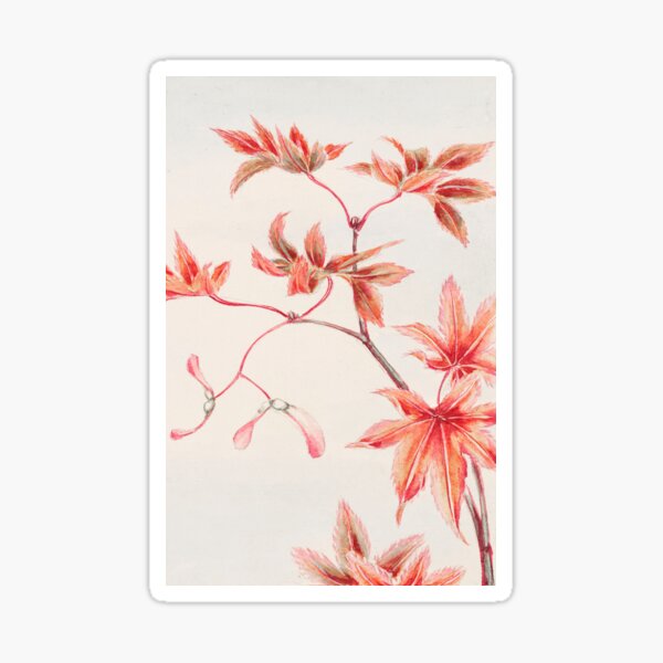 "Branch of Momiji Maple Tree" Sticker by NickLivin | Redbubble