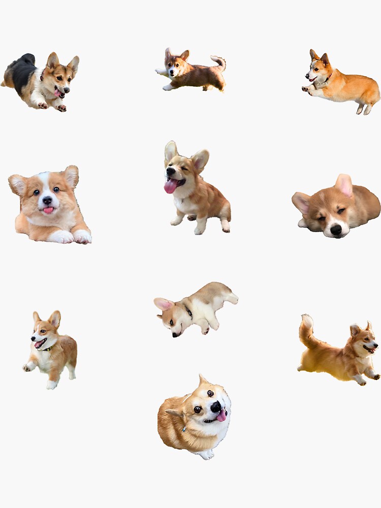 "Corgi Sticker Pack 2" Sticker for Sale by AnimalHeads | Redbubble