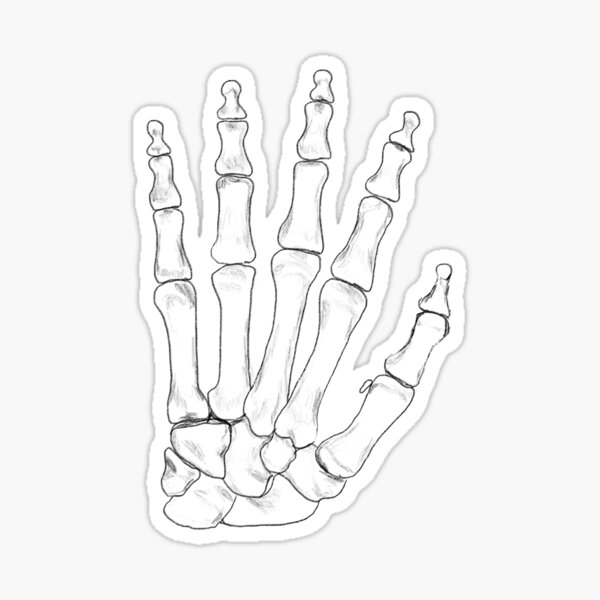 "Hand Skeletal Anatomy" Sticker by HerzCreative | Redbubble