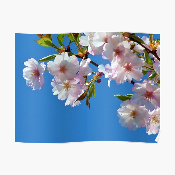 "Japanese Cherry Blossom Tree" Poster for Sale by MarkFineArts | Redbubble