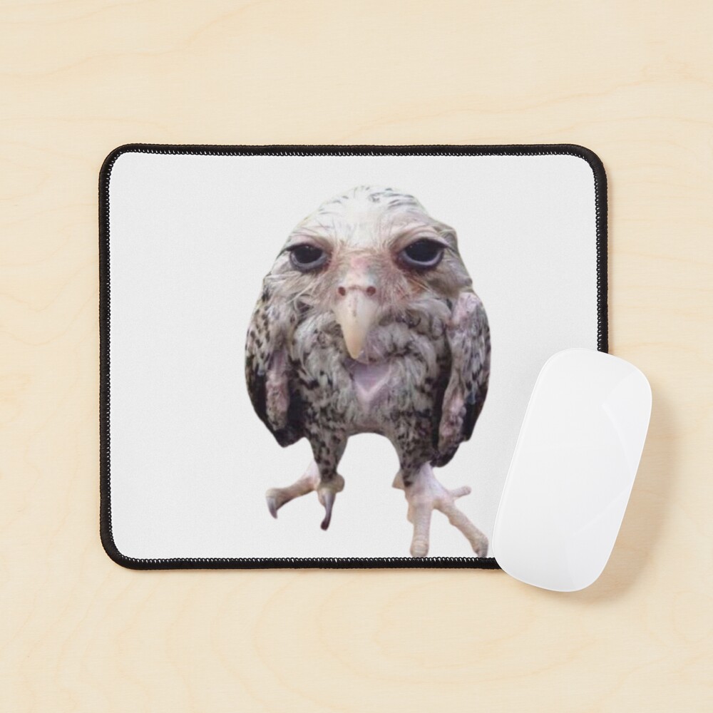 "wet owl meme" Sticker for Sale by faememez | Redbubble