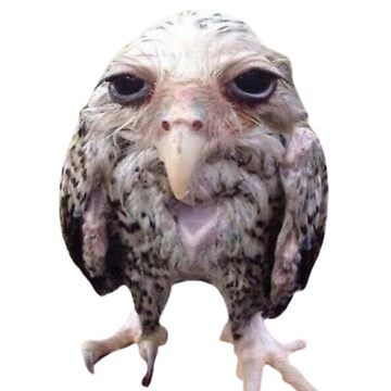 "wet owl meme" Pin for Sale by fabmemez ⭐⭐⭐⭐⭐ | Redbubble