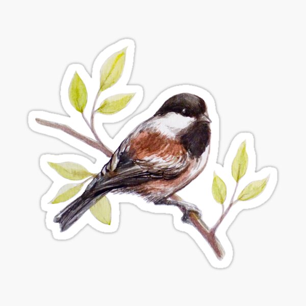 "Chestnut-backed chickadee" Sticker for Sale by Snailsa | Redbubble