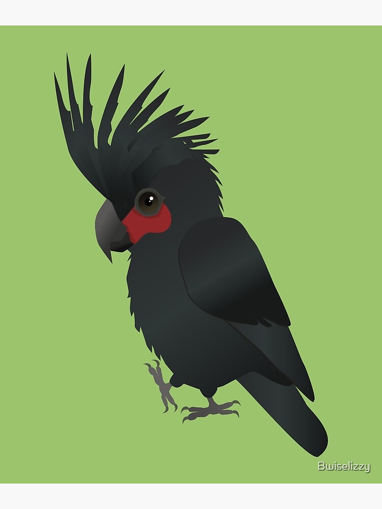 Palm Cockatoo Vector Illustration Poster For Sale By Bwiselizzy Redbubble