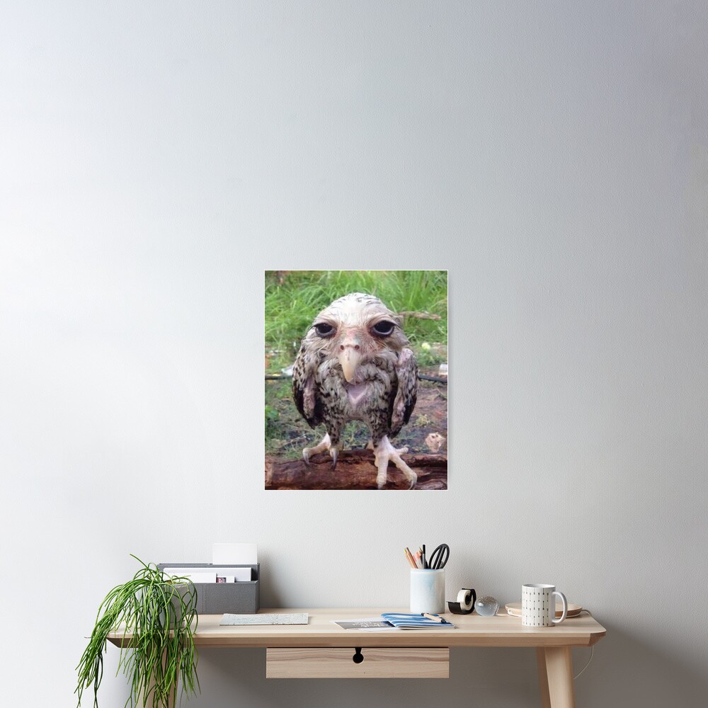 "wet lemont owl meme" Poster for Sale by faememez | Redbubble