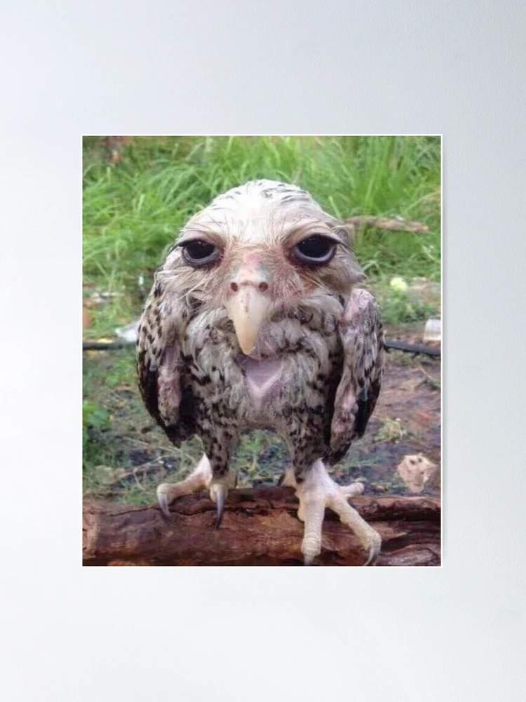 Meme De Búho Triste Búhos En GIFs Animadas Búhos Divertidos Y
