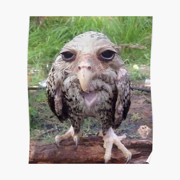 "wet lemont owl meme" Poster for Sale by faememez | Redbubble