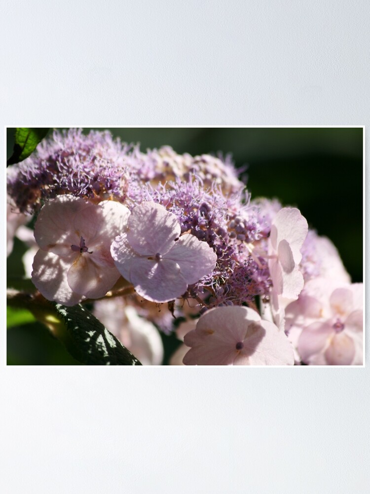 "hydrangea" Poster for Sale by Hannah-FineArts | Redbubble