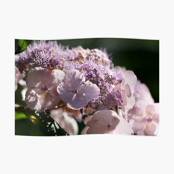 "hydrangea" Poster for Sale by Hannah-FineArts | Redbubble