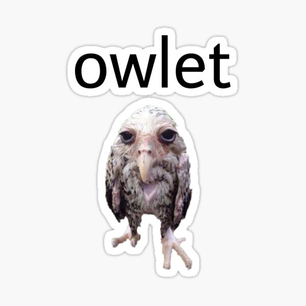 "funny owlet" Sticker for Sale by faememez | Redbubble