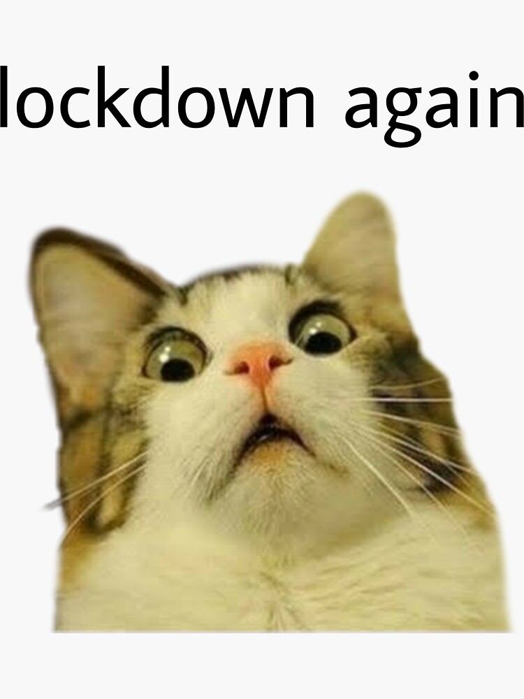 "lockdown again cat shocked meme" Sticker for Sale by faememez | Redbubble