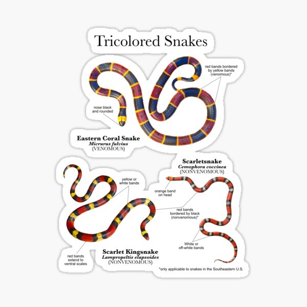 "Tricolored Snakes" Sticker by Crotaluszonata | Redbubble