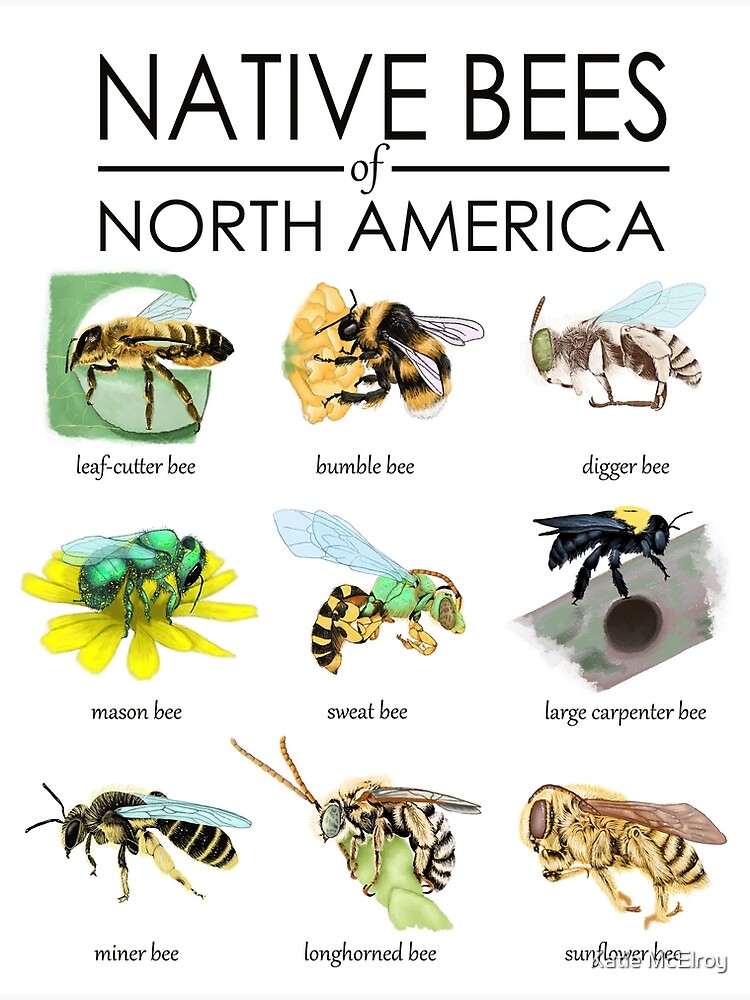 "native bees of north america" Poster for Sale by she-orc | Redbubble