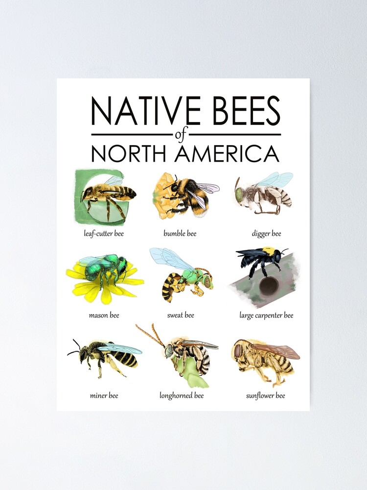 "native bees of north america" Poster for Sale by she-orc | Redbubble