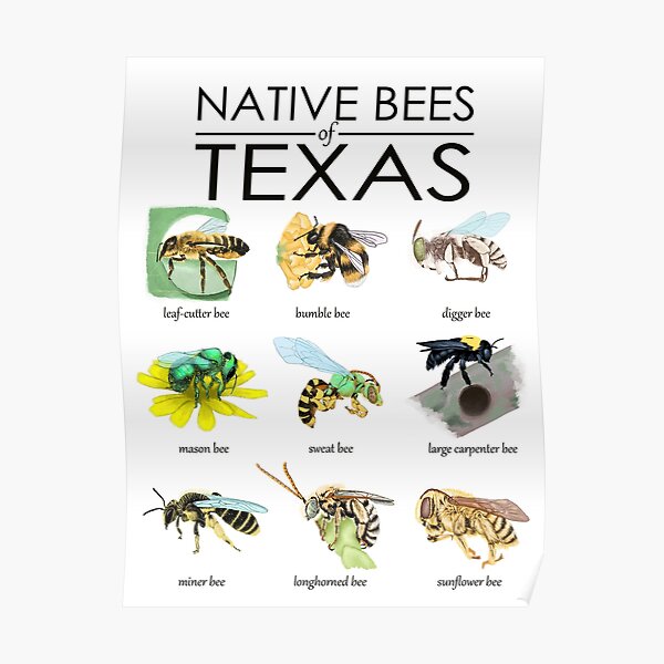 "native bees of texas" Poster by she-orc | Redbubble