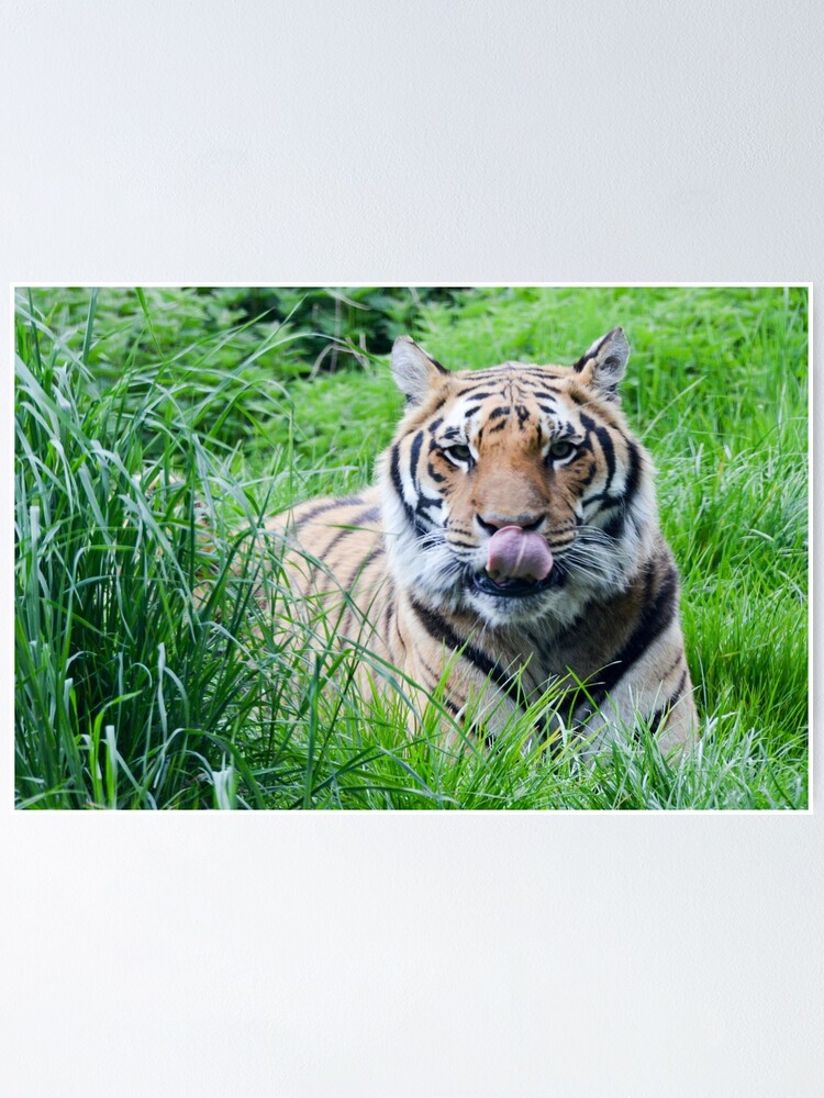 "Tiger licking his lips" Poster for Sale by Ksswaden | Redbubble