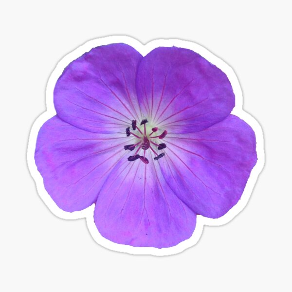 "Pretty Purple Flower" Sticker by abbylynch28 | Redbubble