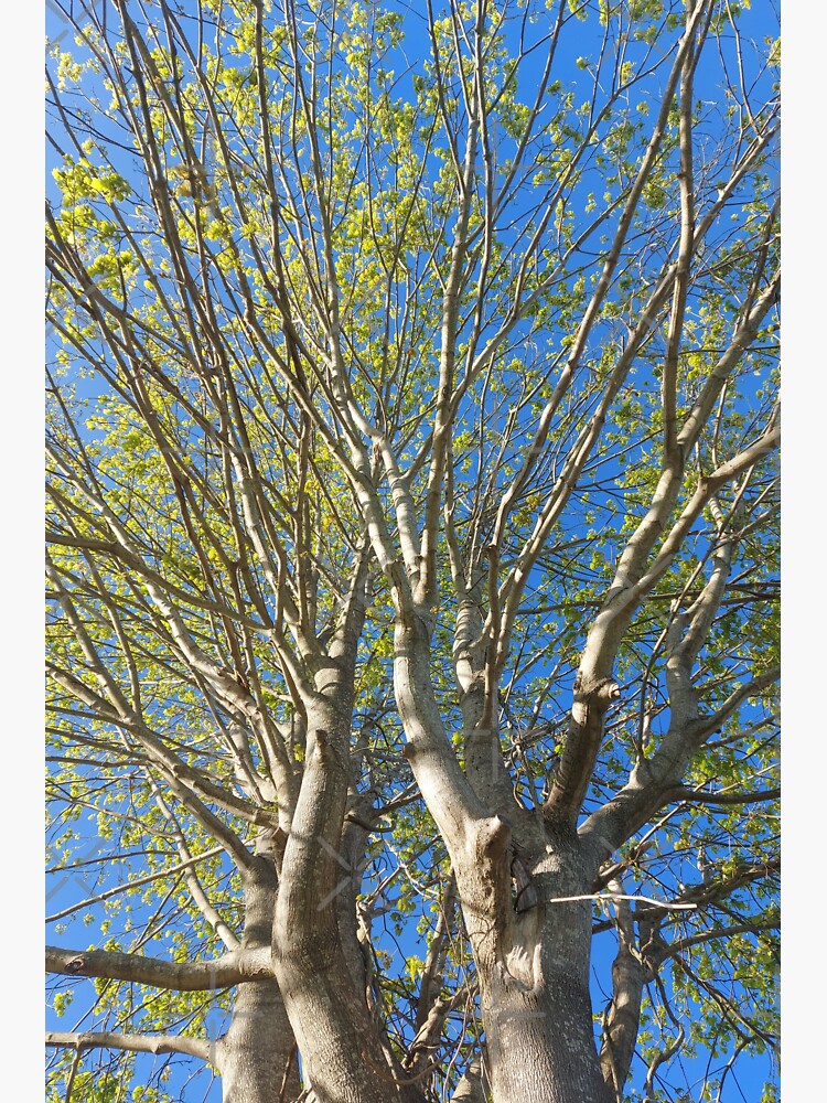 "Maple Tree " Sticker for Sale by SilviPavlova | Redbubble