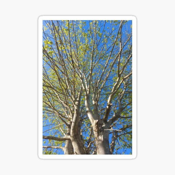 "Maple Tree " Sticker for Sale by SilviPavlova | Redbubble