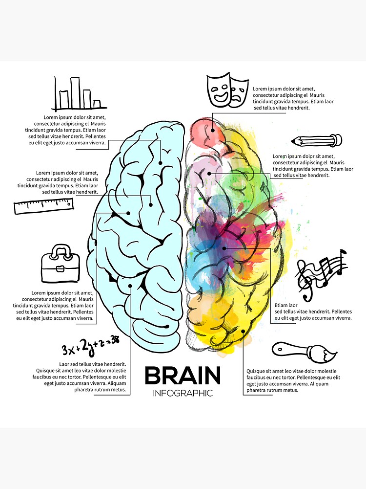 "The Brain Infographic" Sticker for Sale by BlueDesign | Redbubble