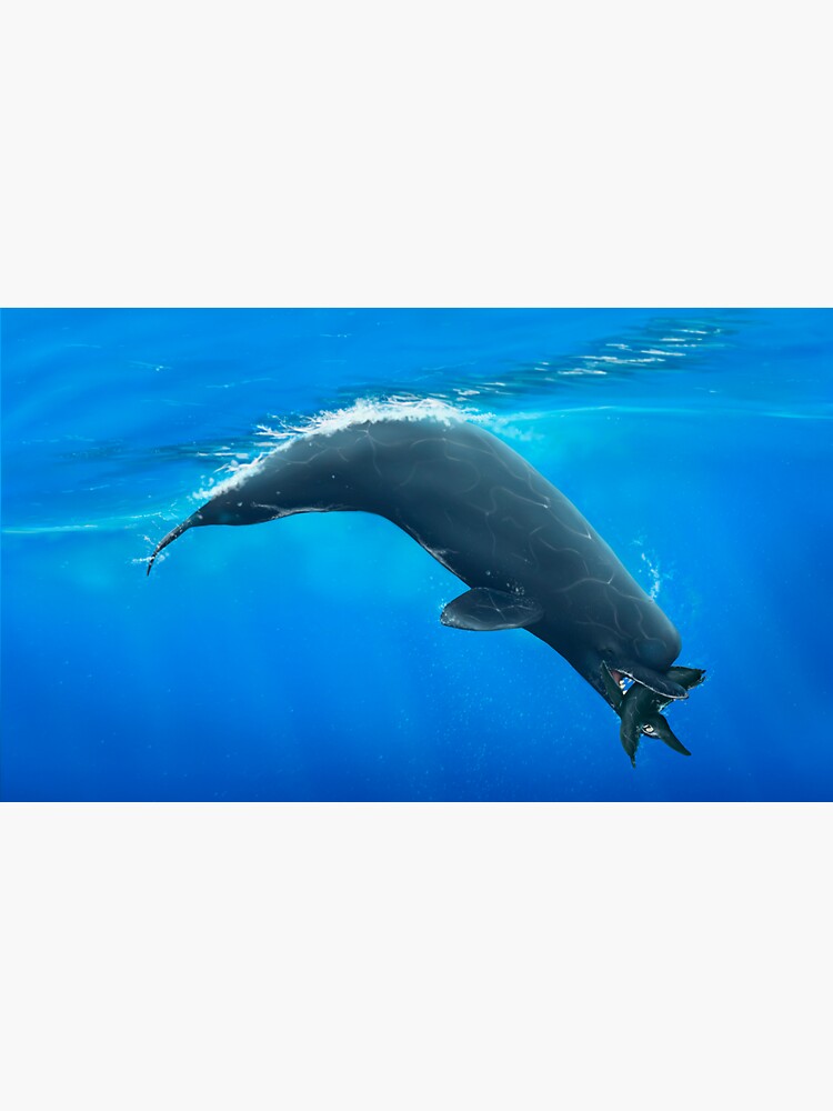 "Acrophyseter deinodon" Sticker for Sale by branartworks | Redbubble