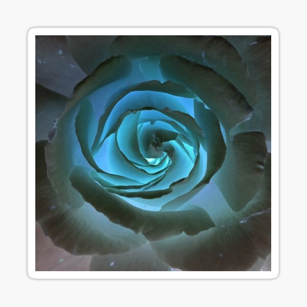 "Blue neon Rose Photograph Close-Up" Sticker by Eva-Aphrodite | Redbubble