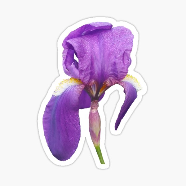 "Iris flower" Sticker for Sale by SilviPavlova | Redbubble