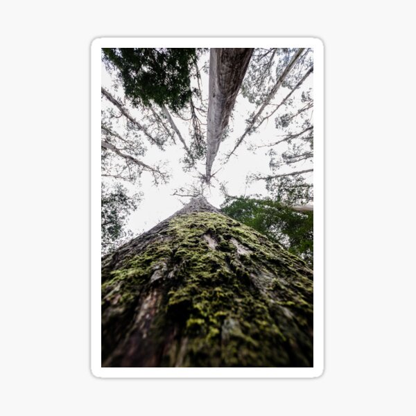 "Victorian Mountain Ash" Sticker by jharrisphoto | Redbubble