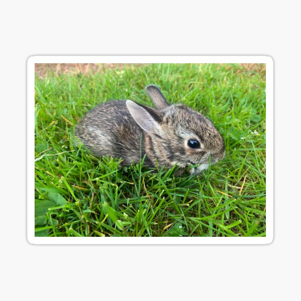 "Tiny baby rabbit" Sticker for Sale by expressiveprint | Redbubble