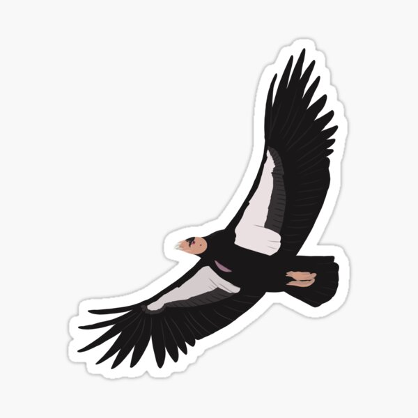 "California Condor in Flight" Sticker by munozbird | Redbubble