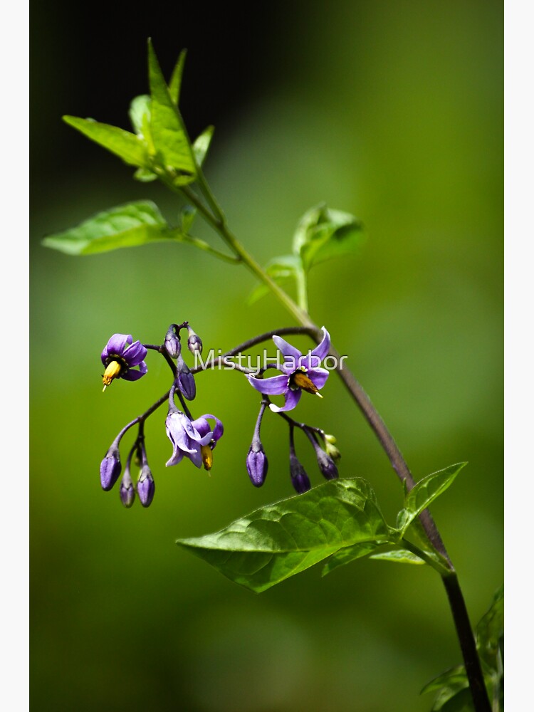 "Nightshade | Little Purple Flowers | Nature Photography " Sticker for ...