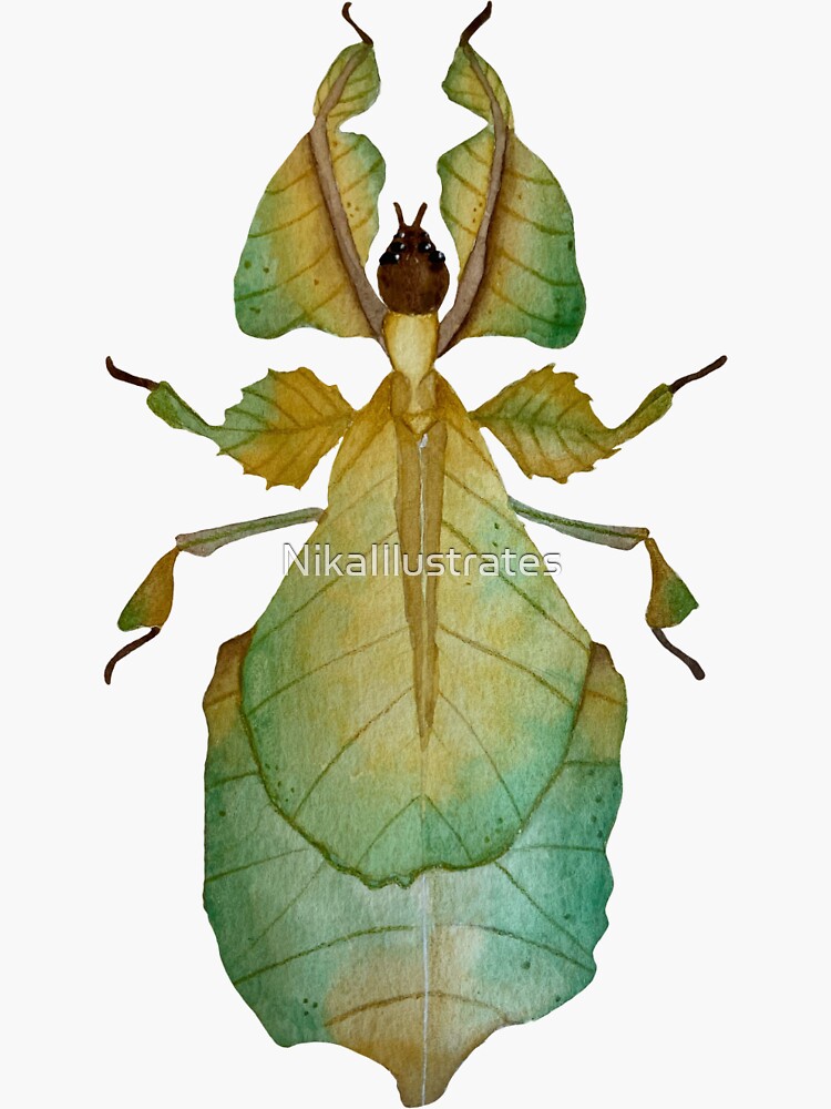 "Watercolor Malaysian Leaf Insect Illustration " Sticker by ...