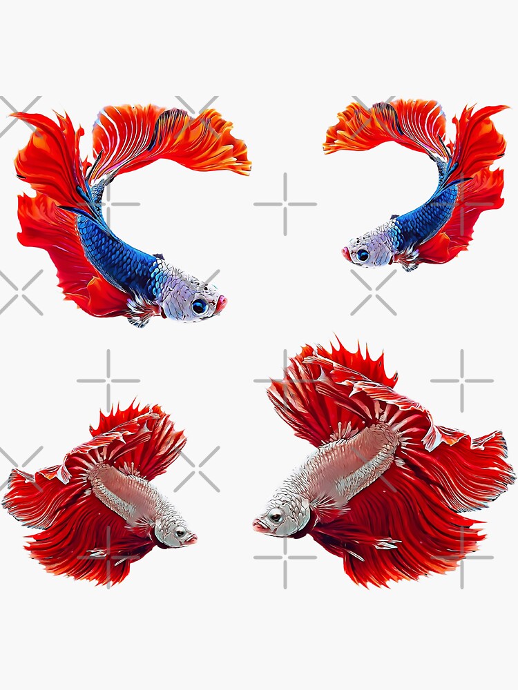 "Beautiful Dragon Scale Betta Fish - Super Delta Tail Monster Mask Blue ...