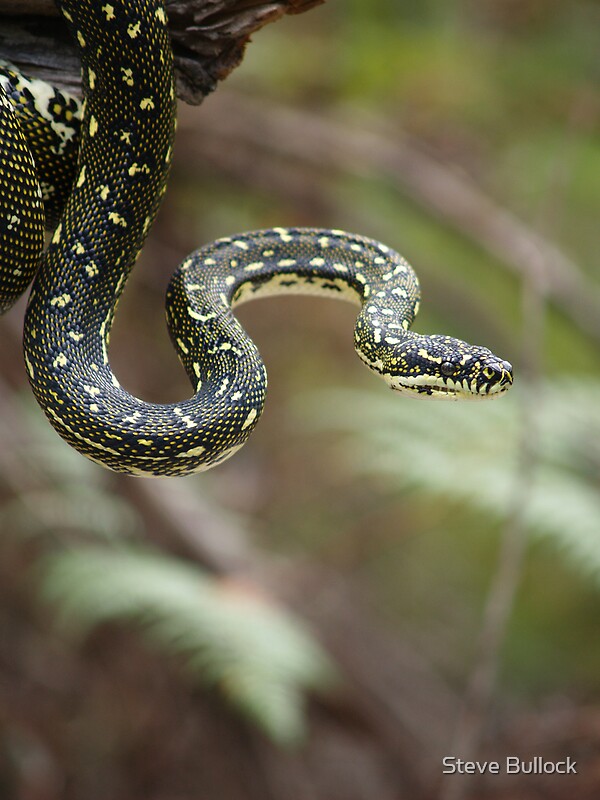 "Diamond Python Sydney" by Steve Bullock | Redbubble