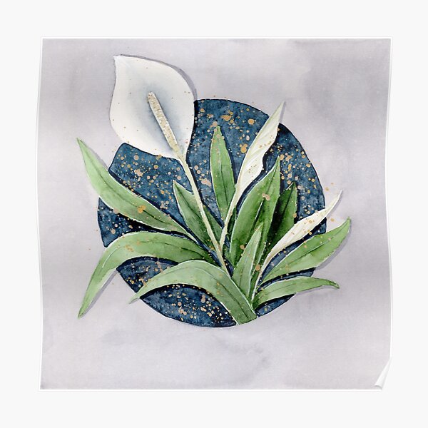 "Spathiphyllum & Granulation - Plant Illustration" Poster for Sale by ...