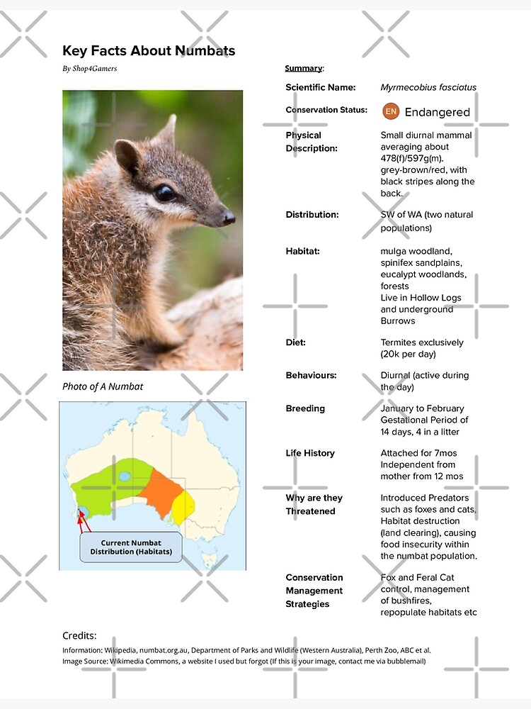 "Animal Facts: The Numbat" Poster for Sale by Shop4Gamers | Redbubble