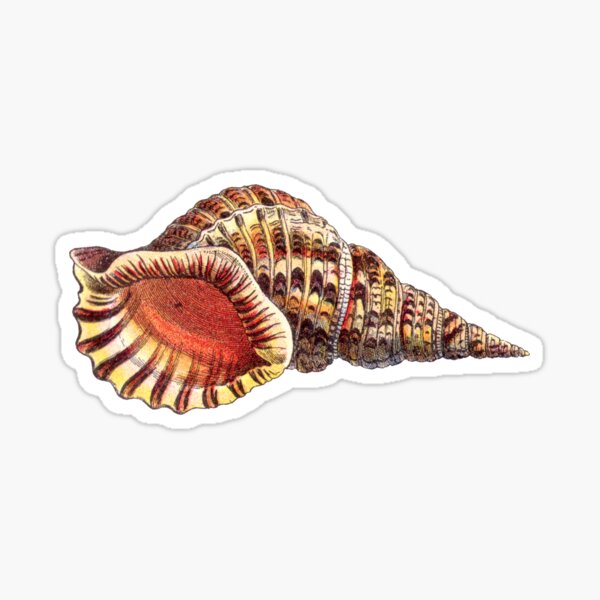 "Conch Shell" Sticker for Sale by VintageABC | Redbubble