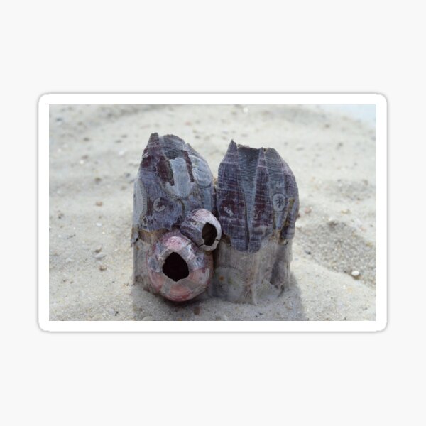 "Ocean barnacle on the beach" Sticker for Sale by SimmiTayDesigns ...